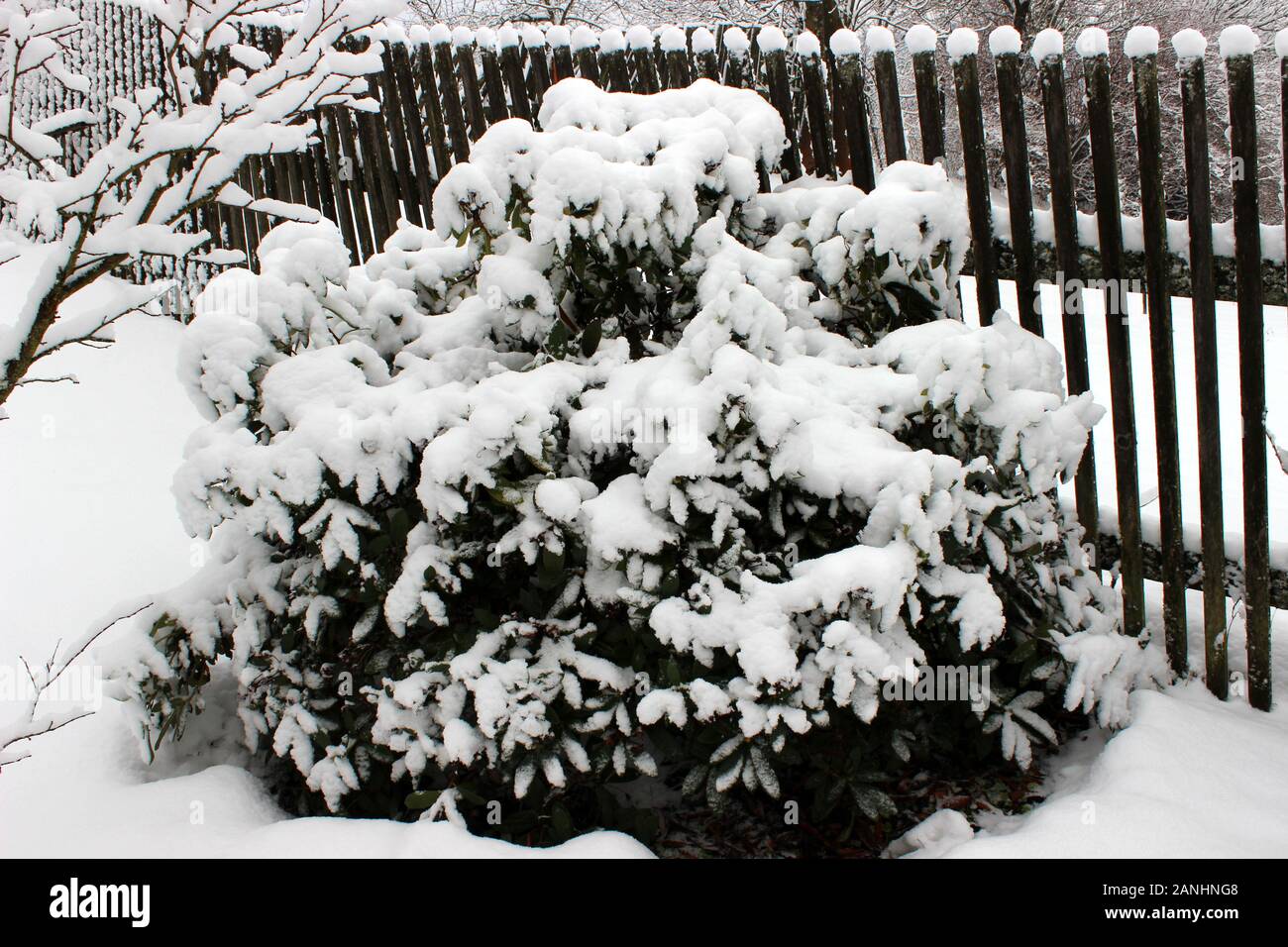 Heavy snow covered bush Stock Photo - Alamy