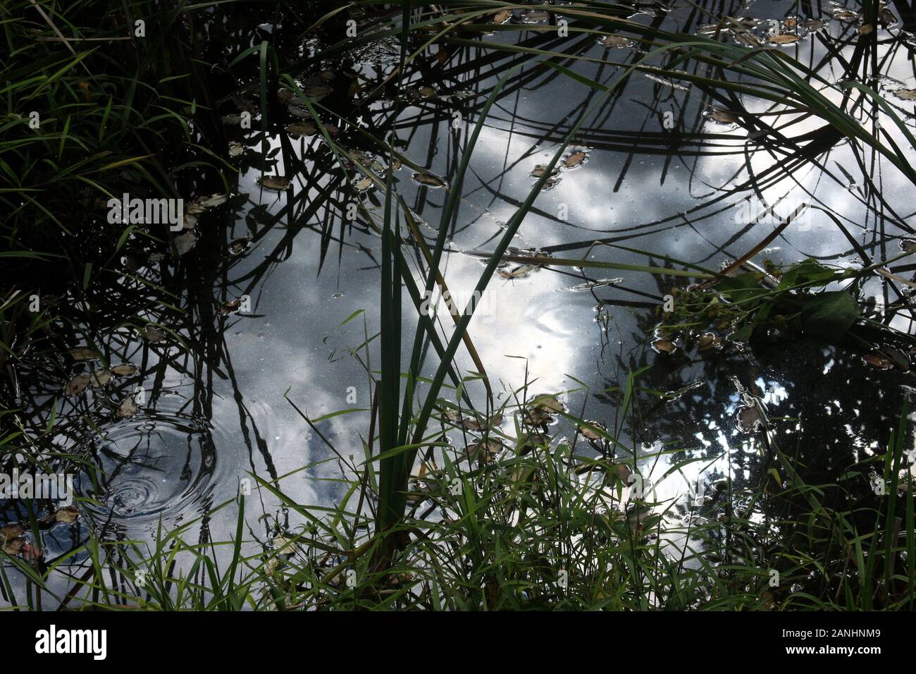 Plants need water hi-res stock photography and images - Alamy