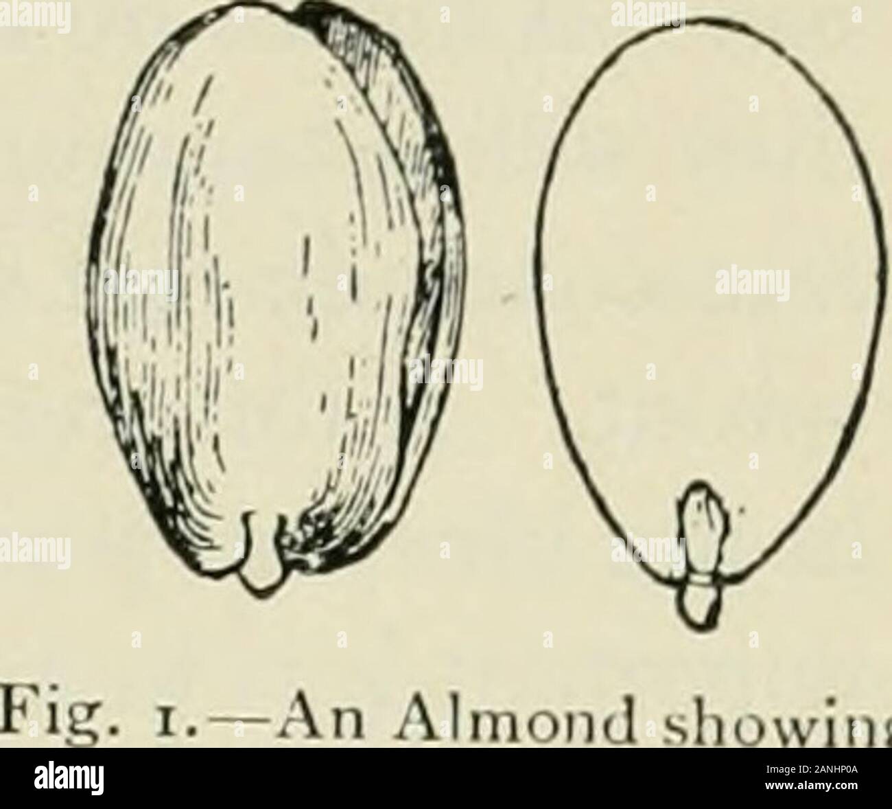 Botani Cal High Resolution Stock Photography and Images - Alamy