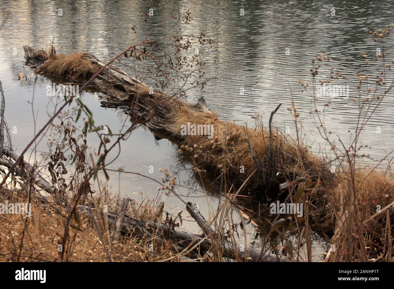 Dead and rotten tree hi-res stock photography and images - Alamy