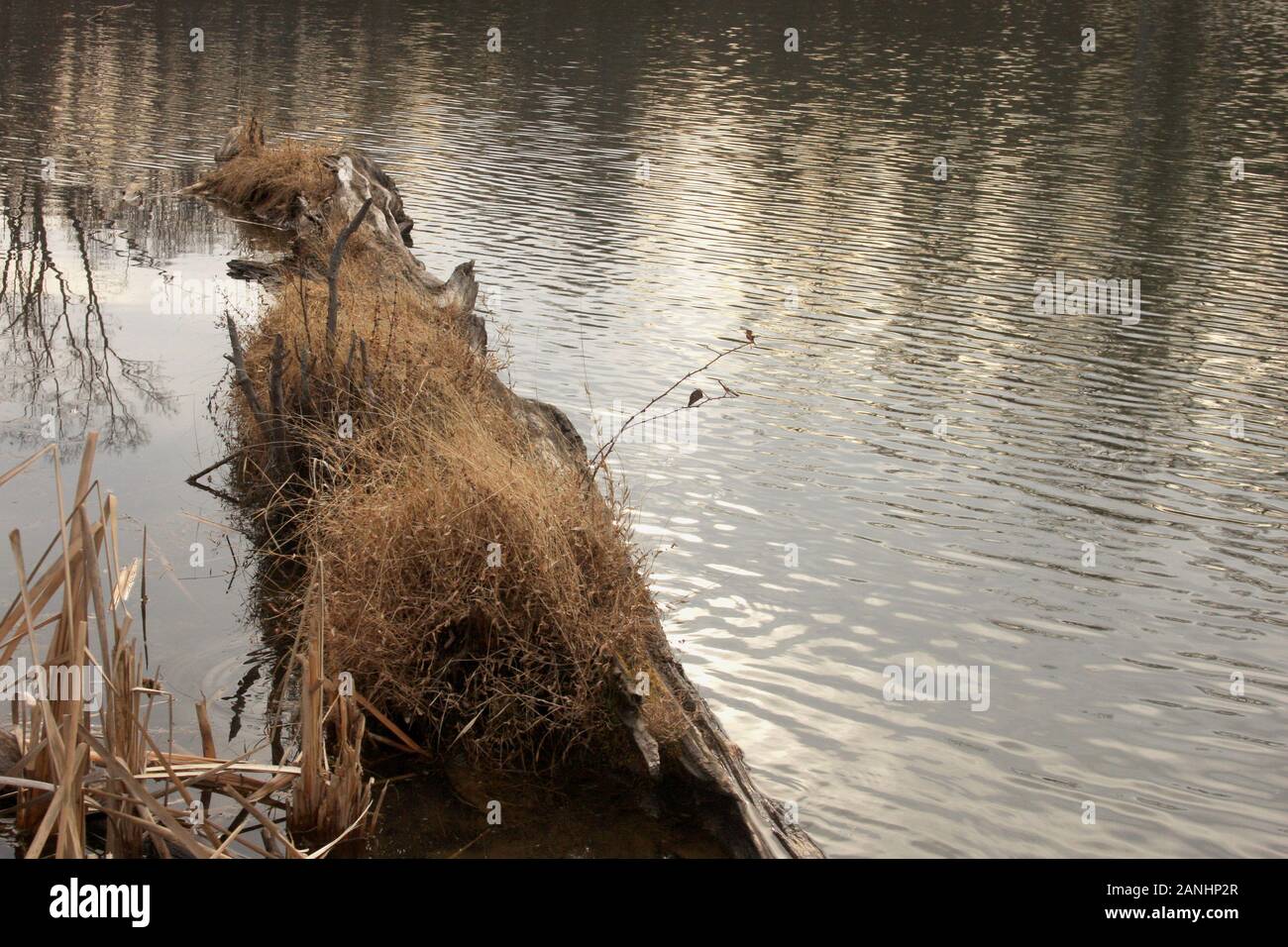 Dead and rotten tree hi-res stock photography and images - Alamy