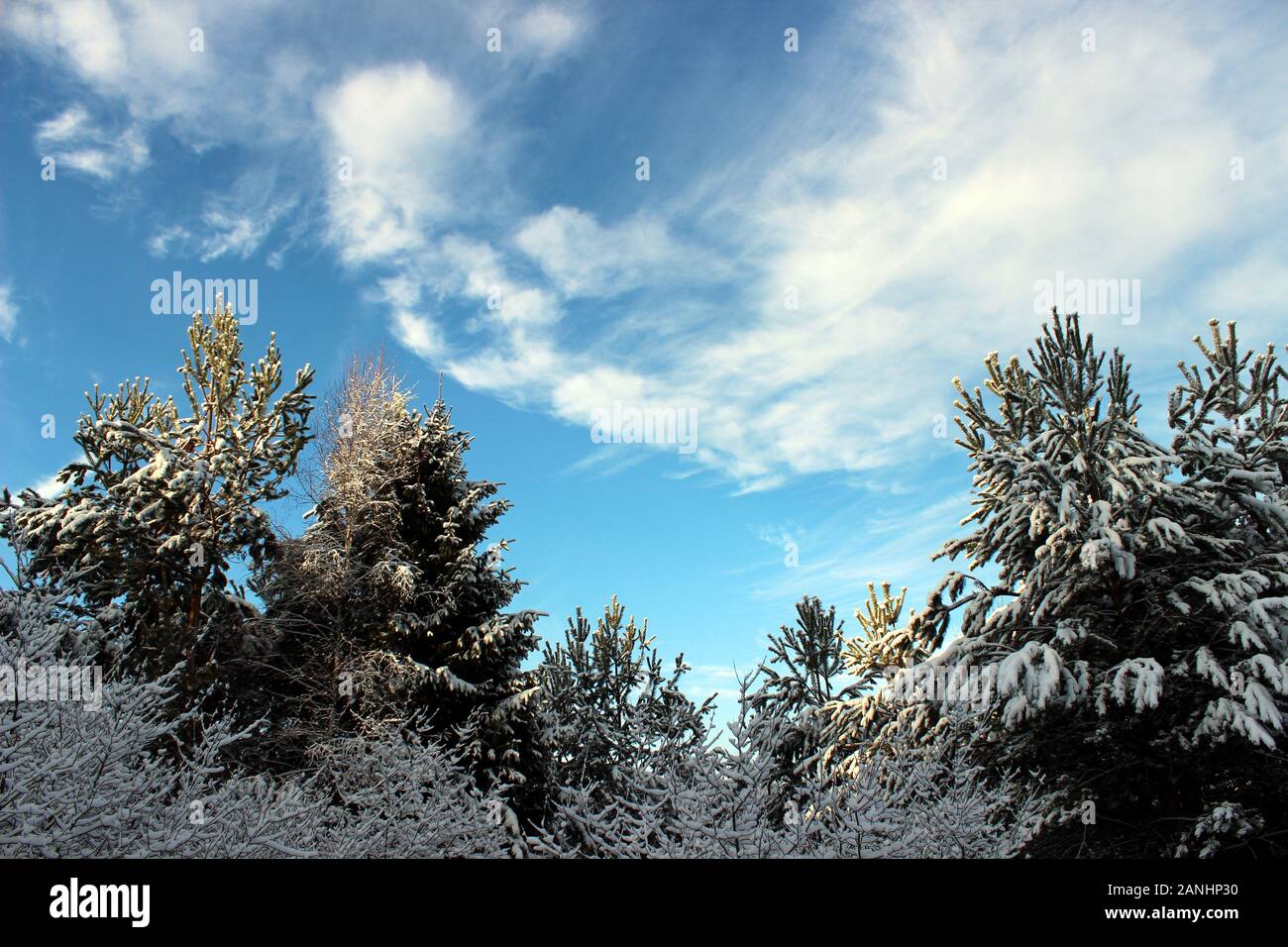 Snowy spruce treetops hi-res stock photography and images - Alamy