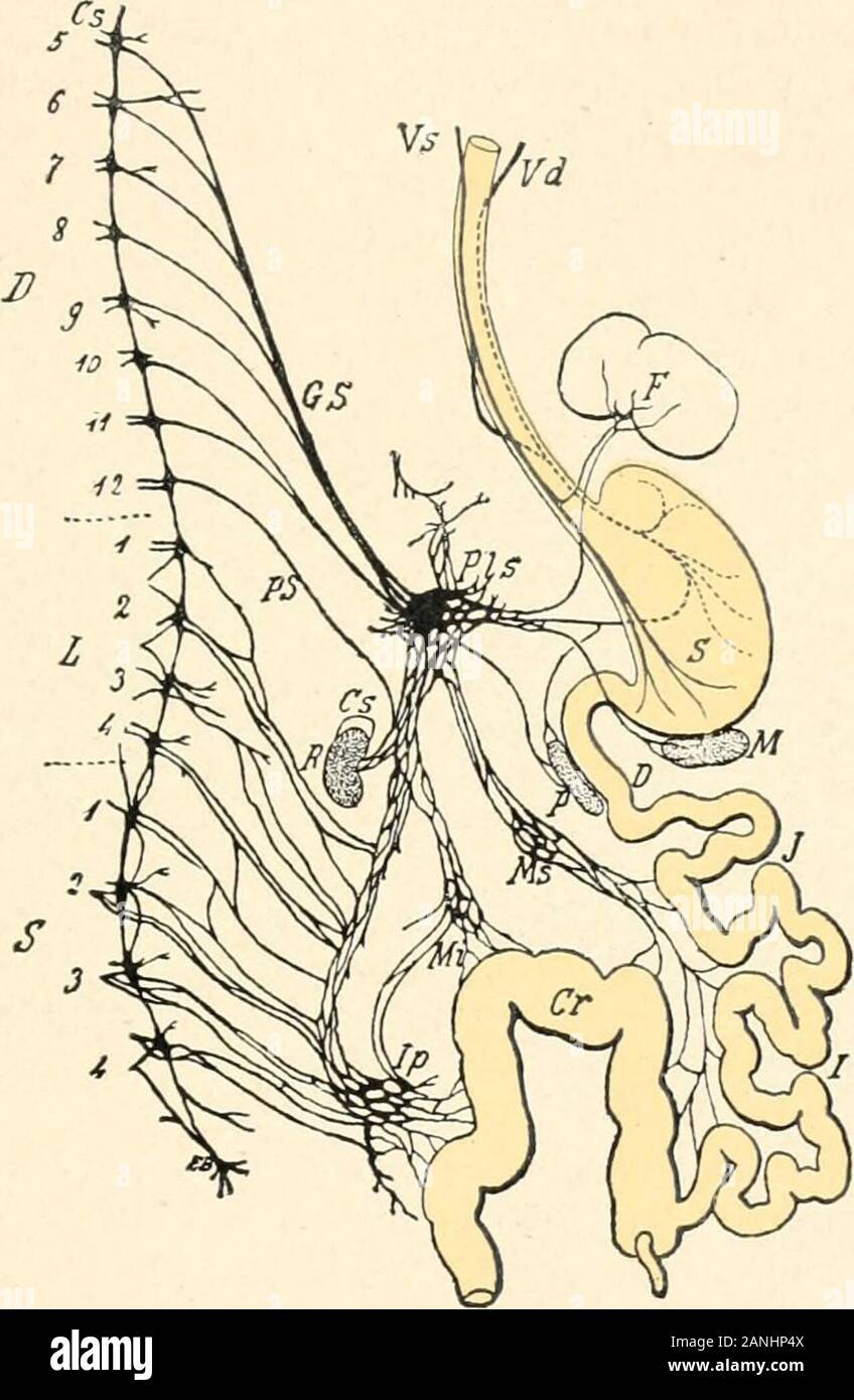 Chyme hi-res stock photography and images - Alamy