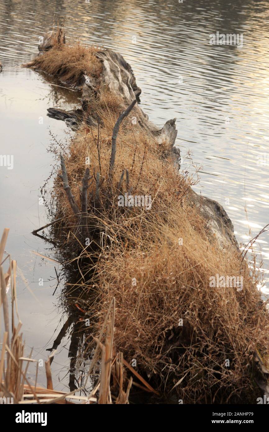 Dead and rotten tree hi-res stock photography and images - Alamy