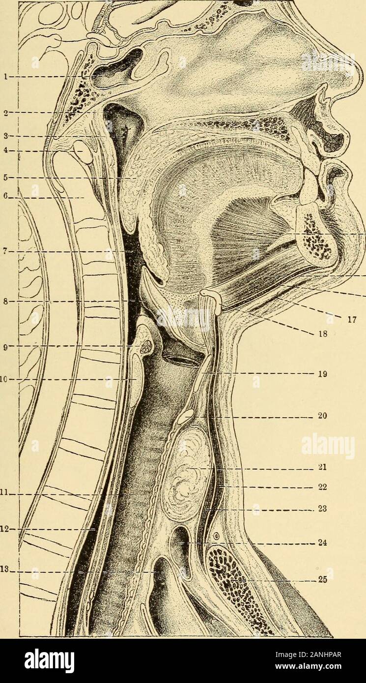 A text-book on diseases of the ear, nose and throat . Side view of ...