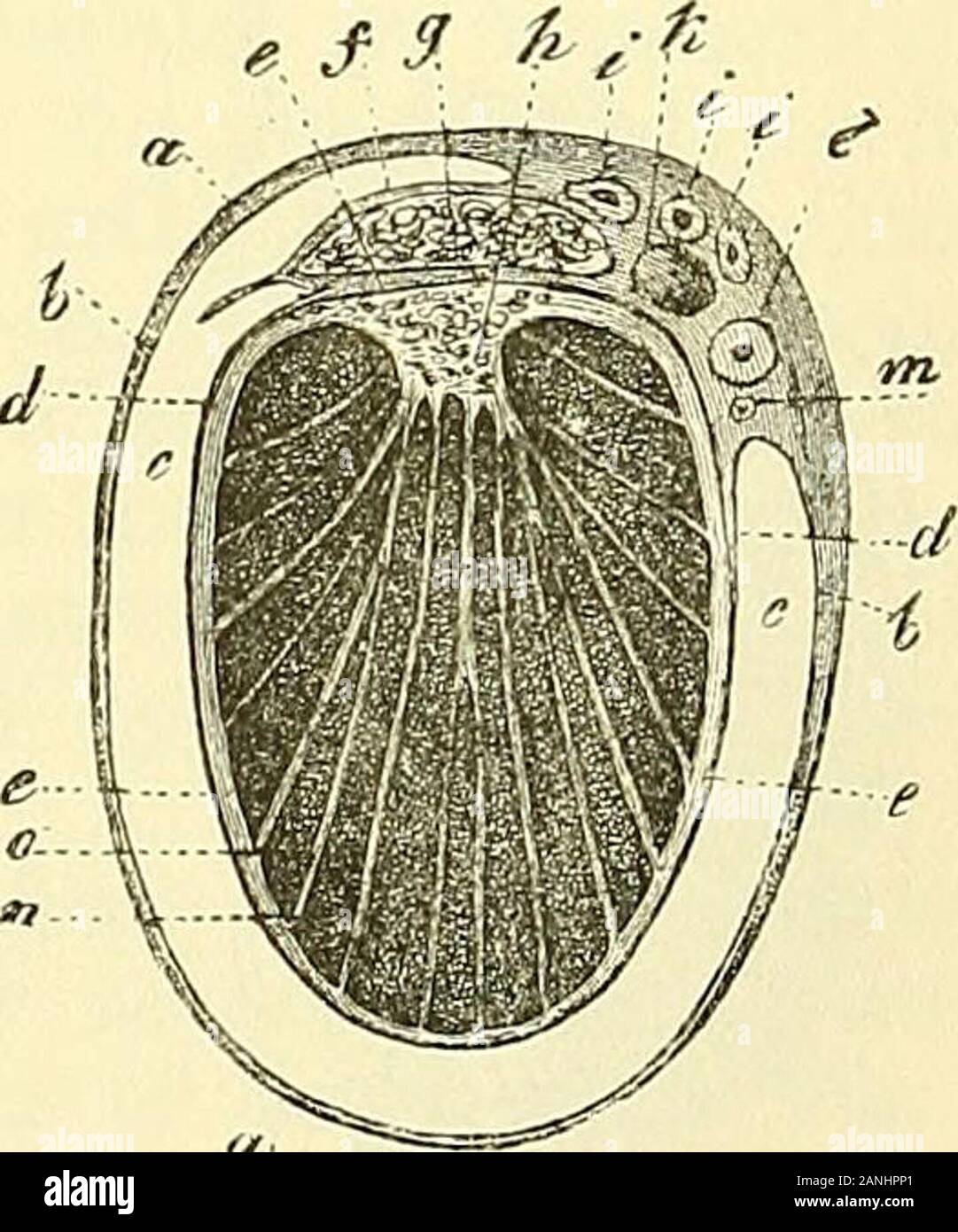 Quain's elements of anatomy . ction. It follows from this that the pos ...