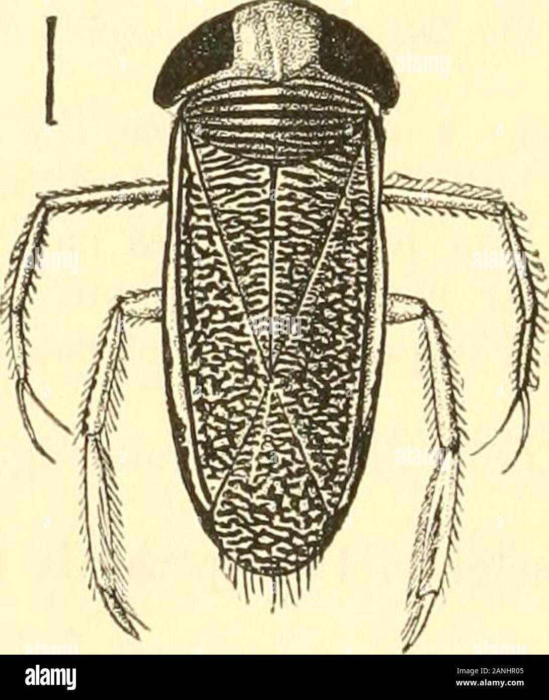 Corixa sp hi-res stock photography and images - Alamy