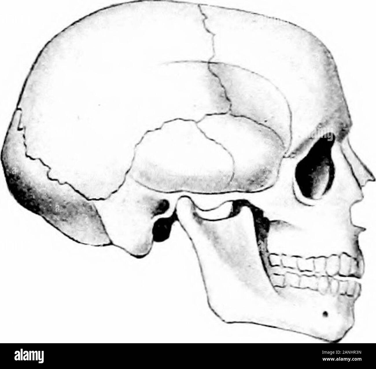 The development of the human body; a manual of human embryology . Fig ...