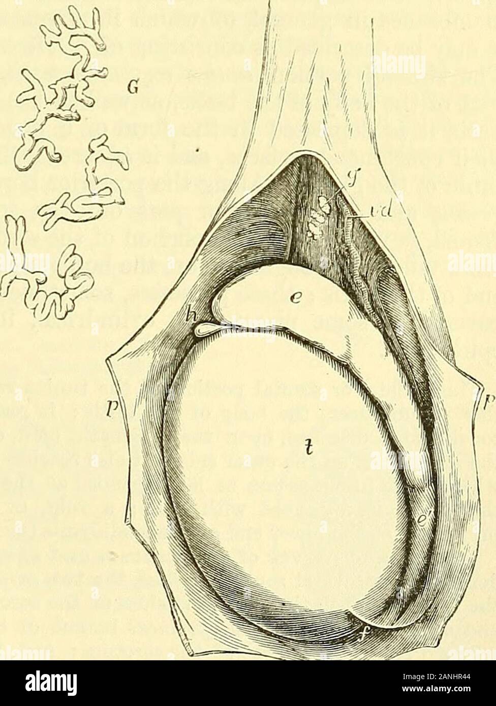 Tunica vaginalis hi-res stock photography and images - Alamy
