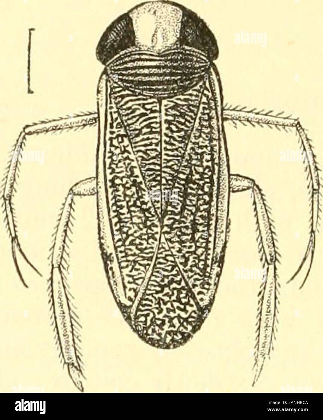 Corixa sp hi-res stock photography and images - Alamy