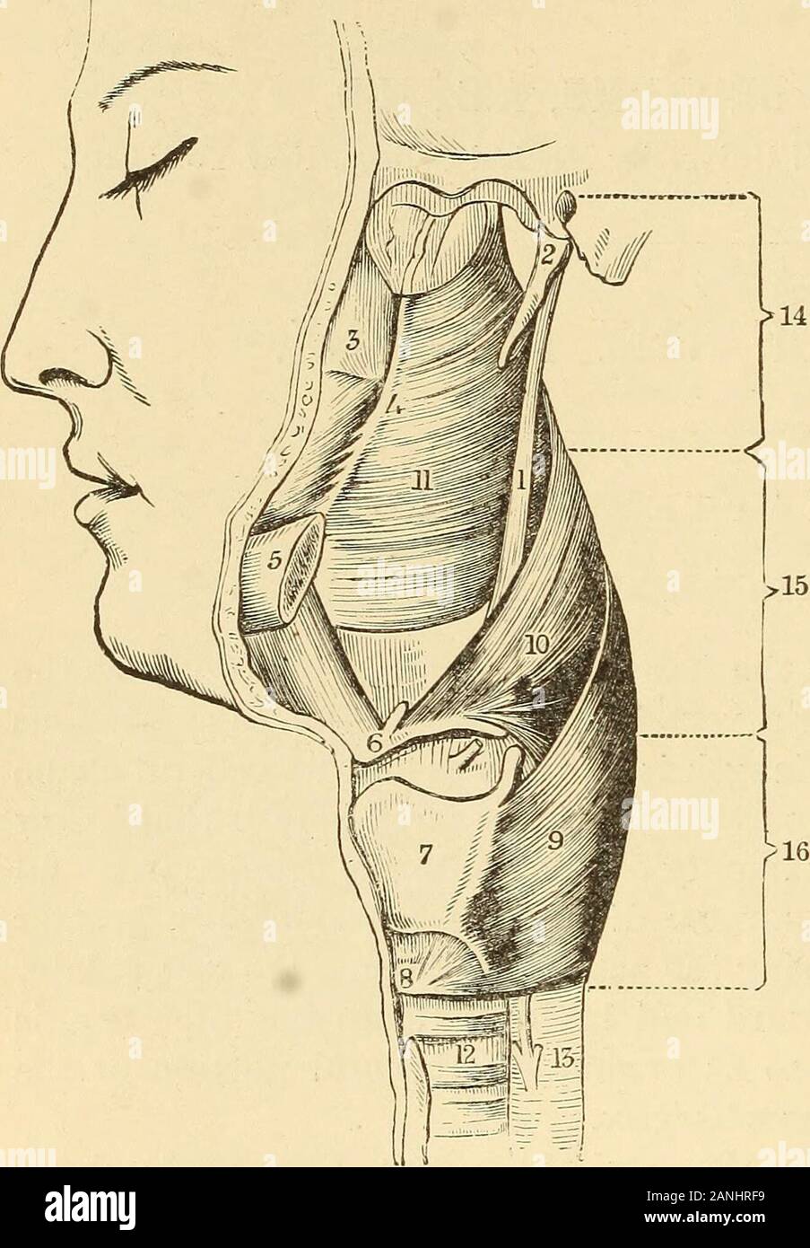 Cilia nose throat hi-res stock photography and images - Alamy