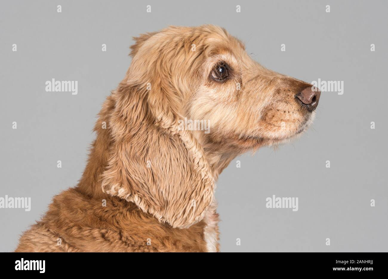Female cocker spaniel 9 yrs old, UK Stock Photo - Alamy