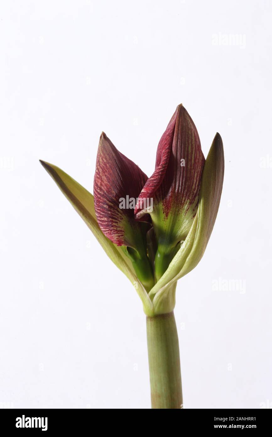 Partially opened bud of flowering pink Hippeastrum bulb photographed ...