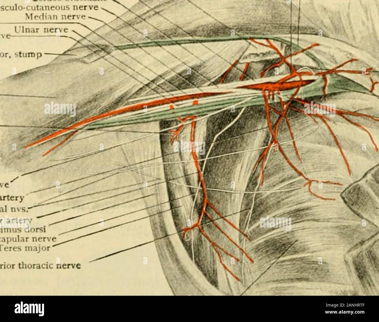 Suprascapular hi-res stock photography and images - Alamy
