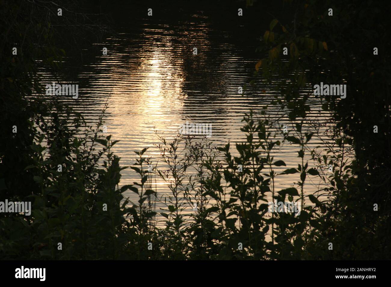 Light reflection from plants hi-res stock photography and images - Alamy