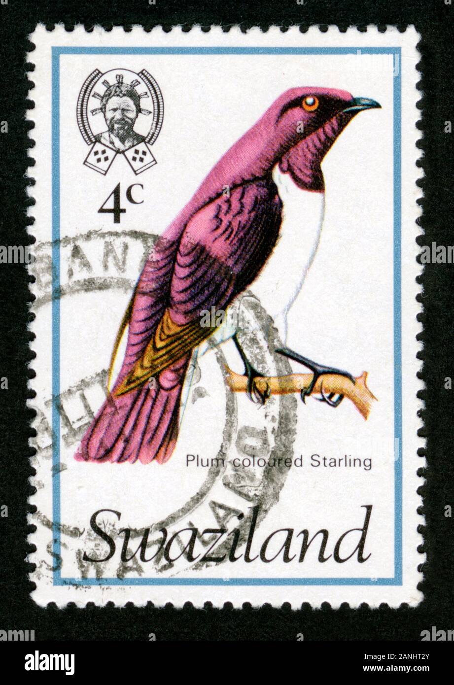 Plum Coloured Starling High Resolution Stock Photography and Images - Alamy