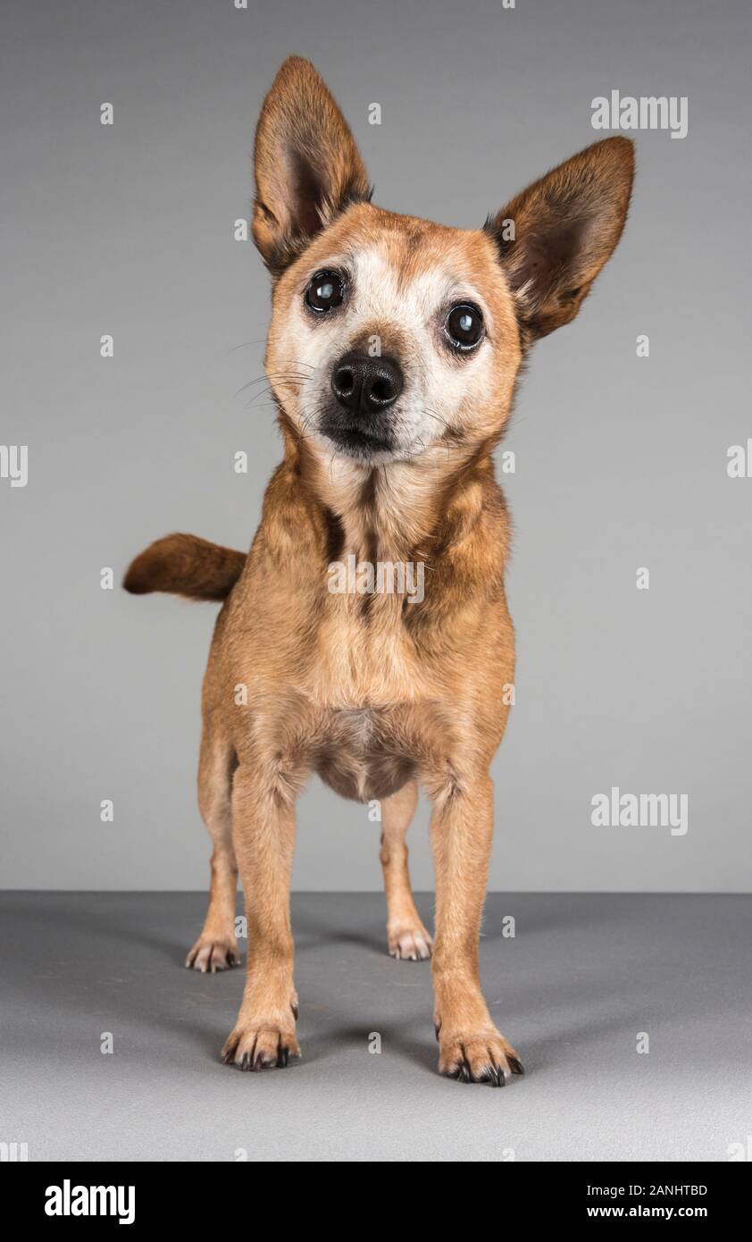 Lovely elderly dog which is blind, UK Stock Photo - Alamy