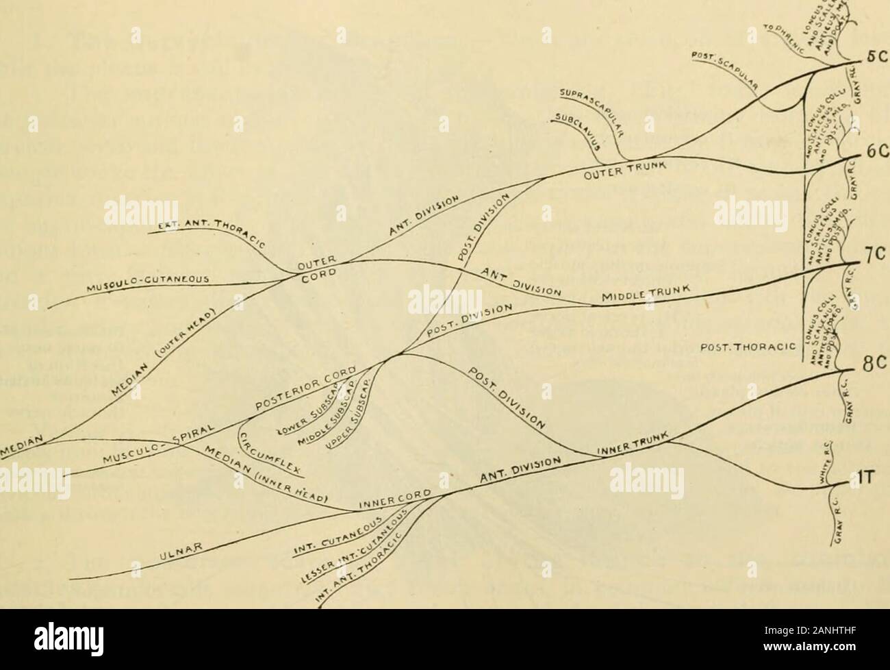 Transverse cervical artery hi-res stock photography and images - Alamy