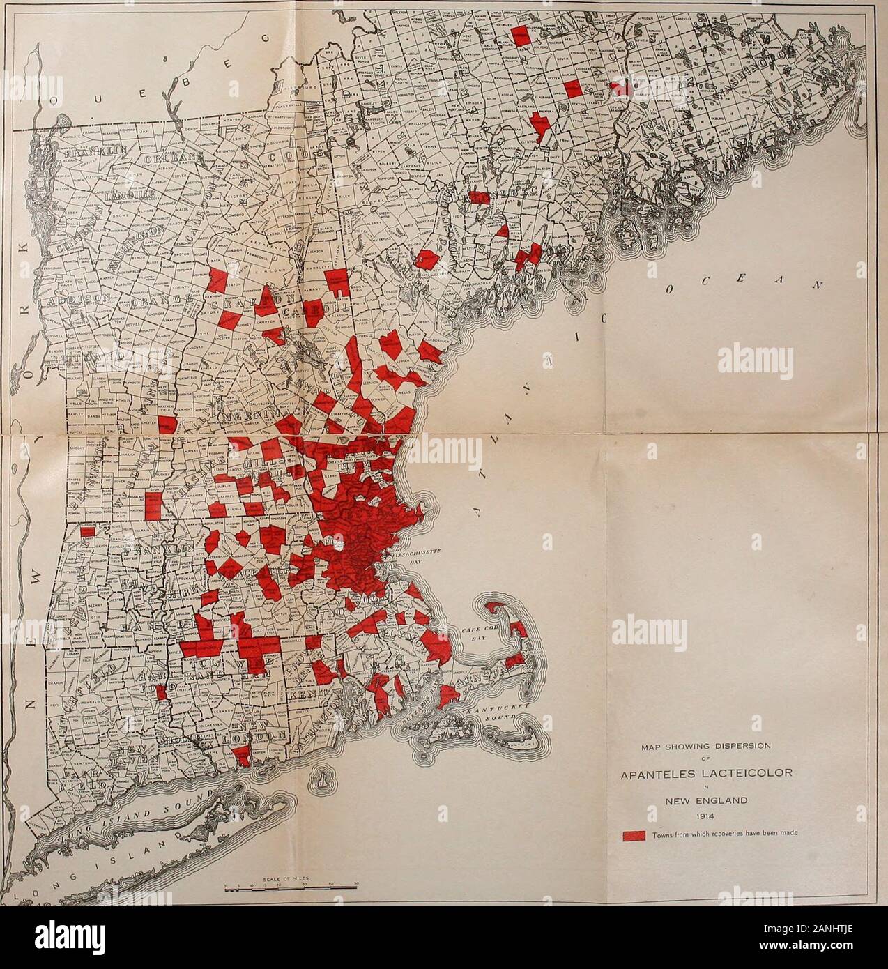 Report on the gipsy moth work in New England . The Calosoma Beetle ...