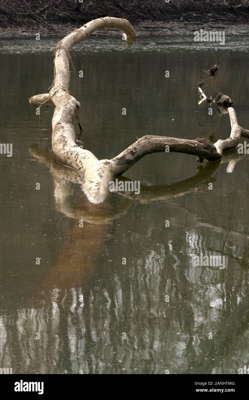 Dead tree in the water Stock Photo - Alamy