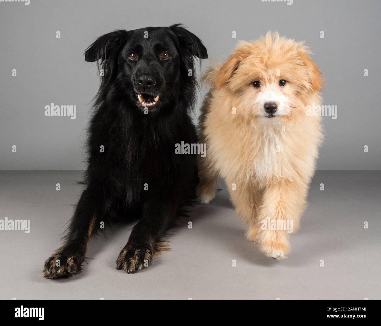 Double trouble! doggy friends in the UK Stock Photo - Alamy
