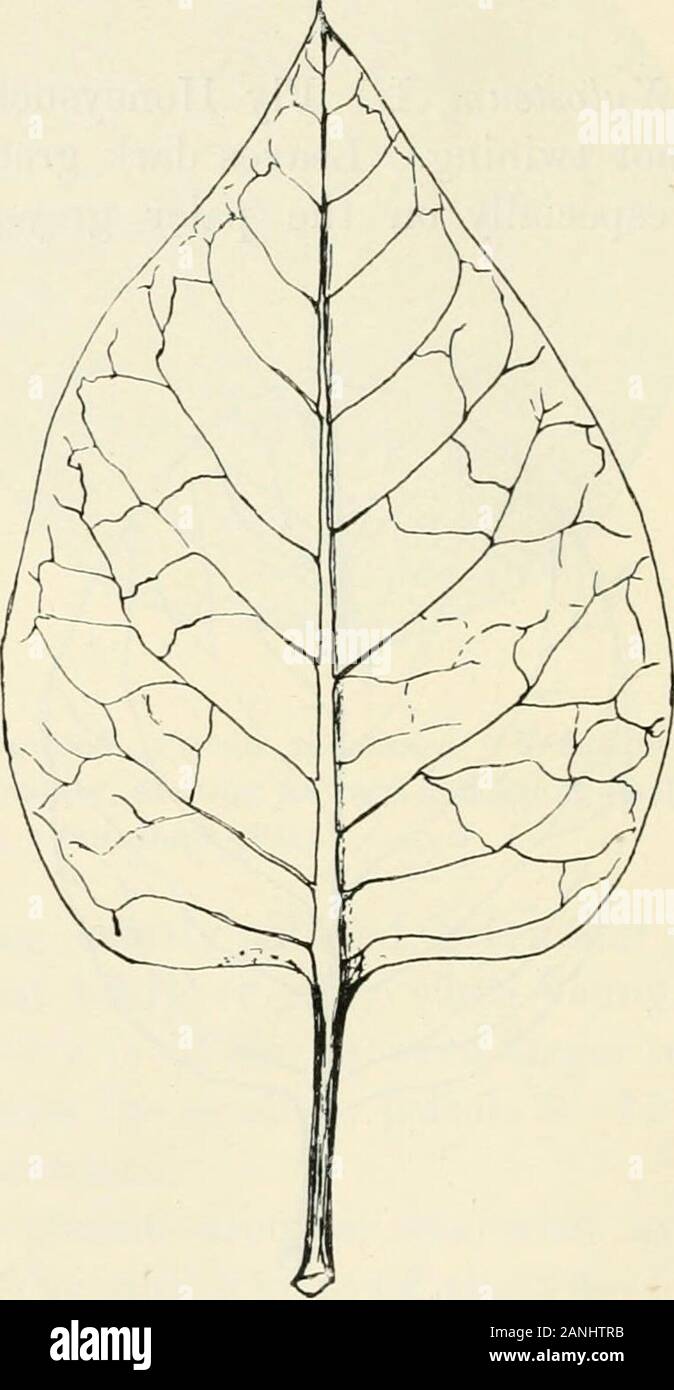 Acute orbicular leaves hi-res stock photography and images - Alamy