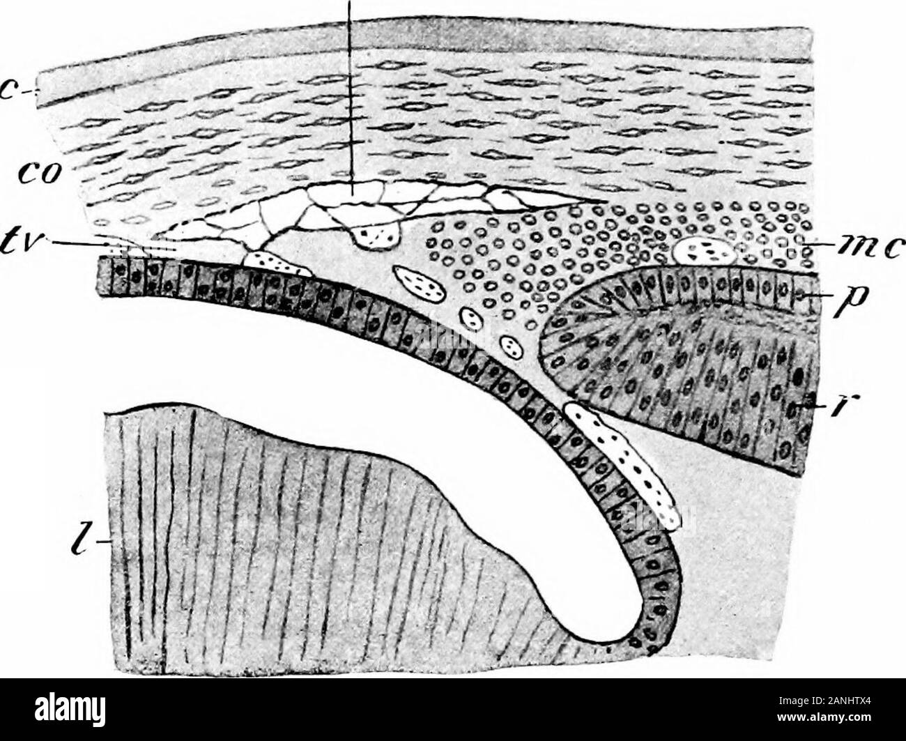 The development of the human body; a manual of human embryology . des ...