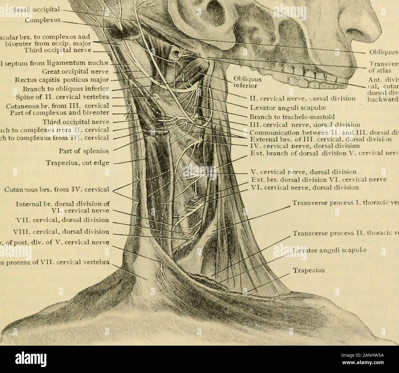 Human anatomy, including structure and development and practical ...