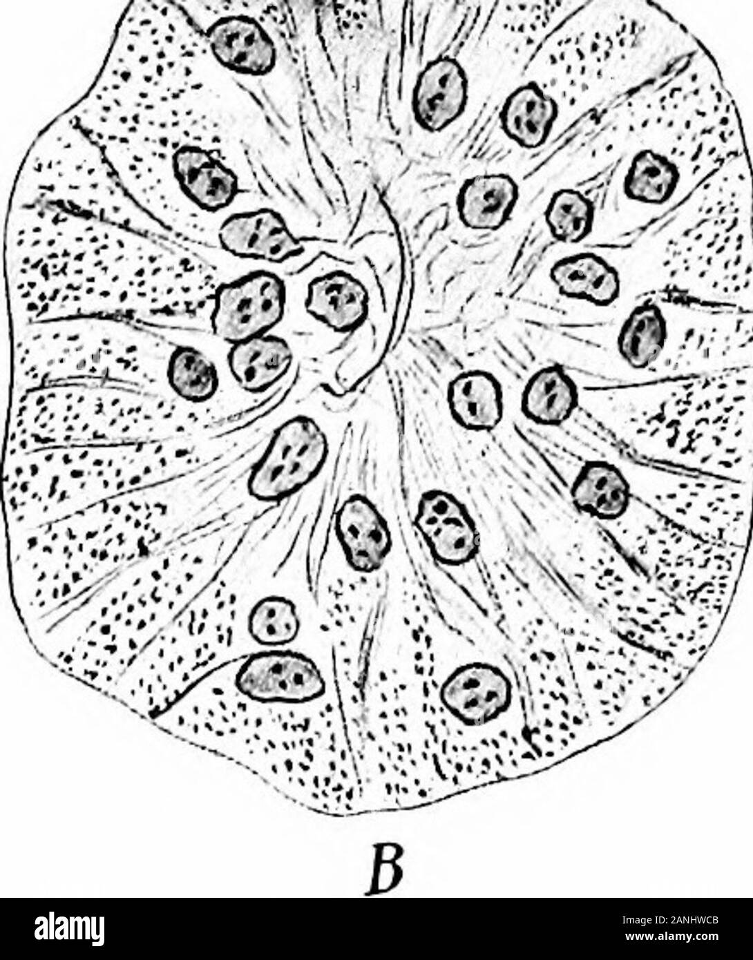 The development of the human body; a manual of human embryology Stock ...