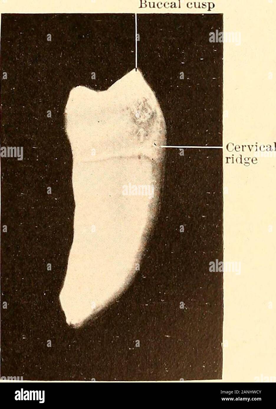 Principles and practice of operative dentistry . Fig. 51.—Inferior ...