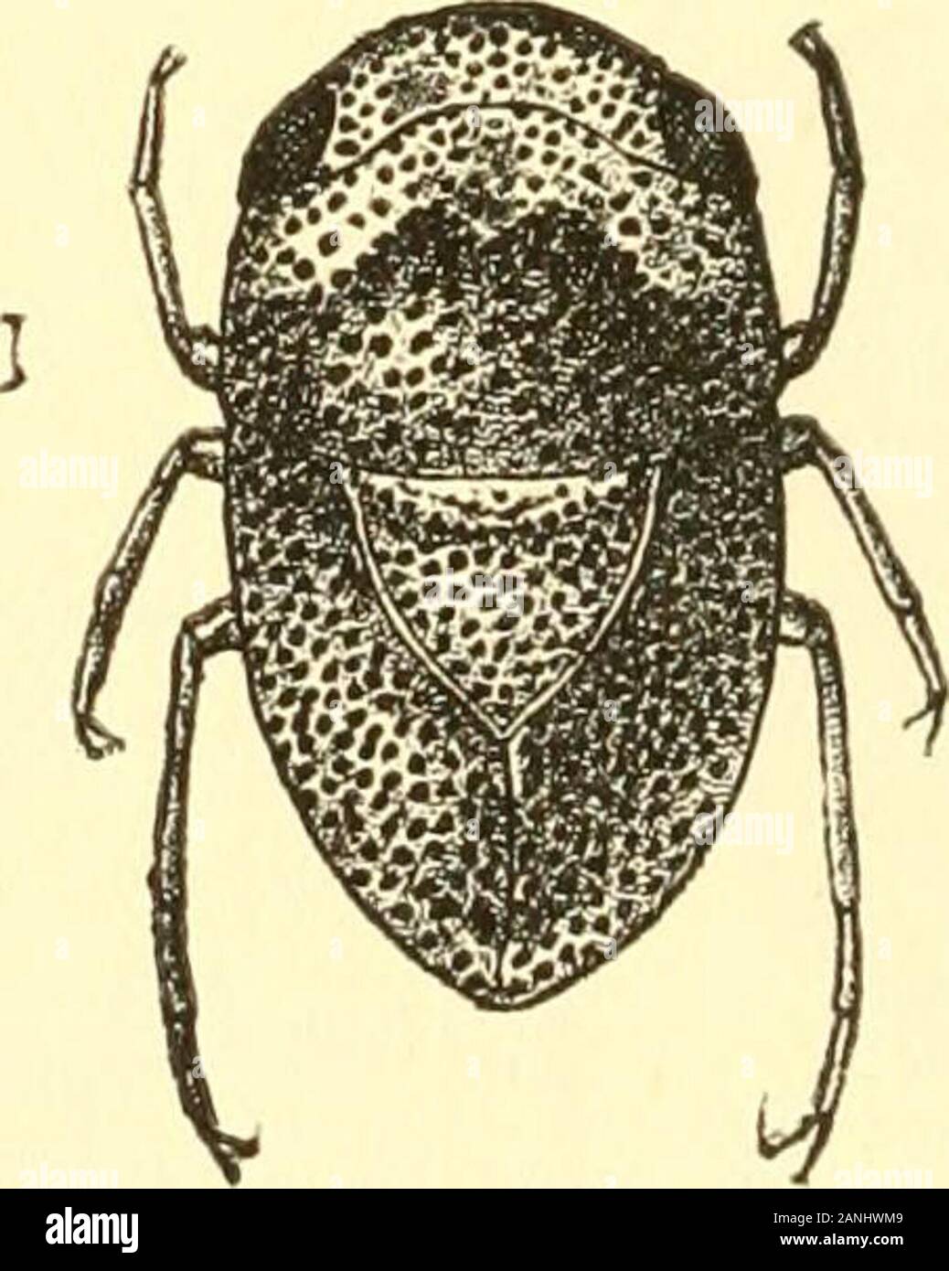 Rhynchota .. . more highly raised anteriorly than pos-teriorly ; head ...