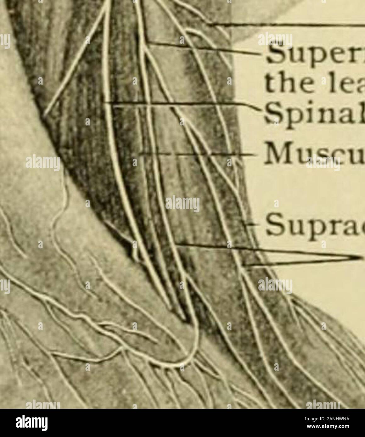 Human anatomy, including structure and development and practical ...