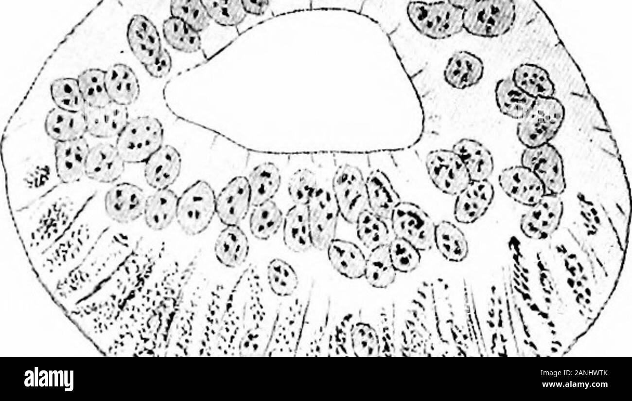 Mantle tissue Black and White Stock Photos & Images - Alamy