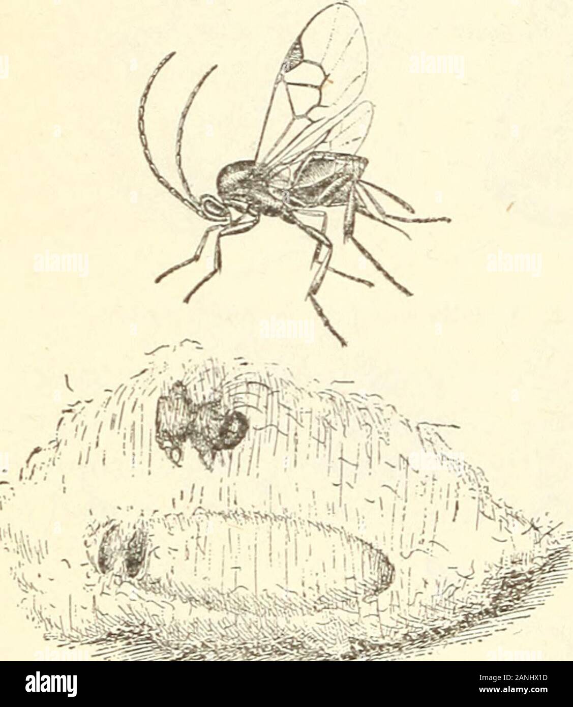 Report on the gipsy moth work in New England . ugh to destroy it. The ...