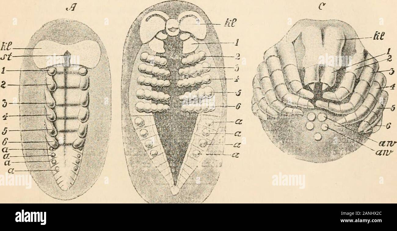 Lateral mesoderm hi-res stock photography and images - Alamy