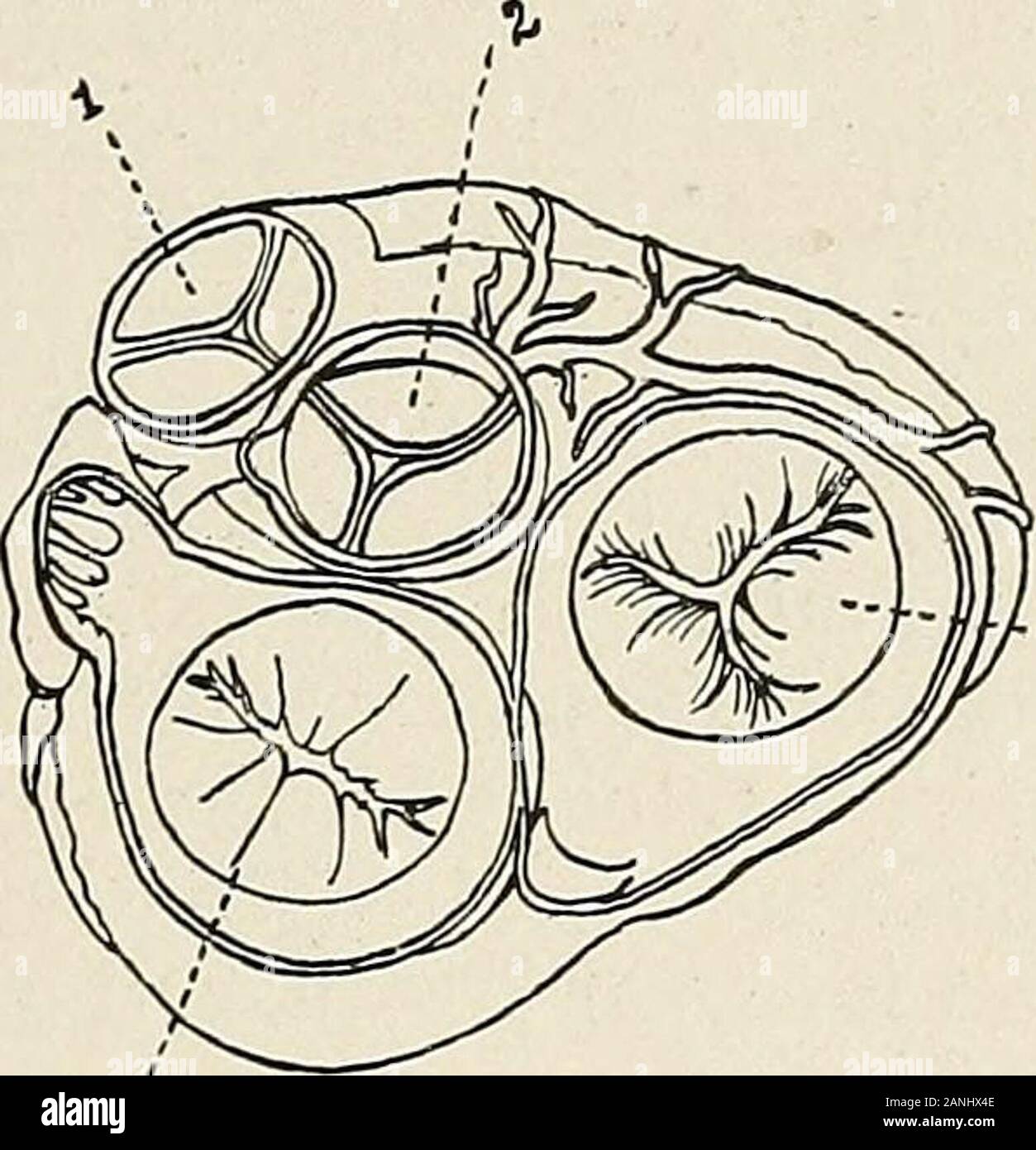 Diseases of the chest and the principles of physical diagnosis . Aorta ...