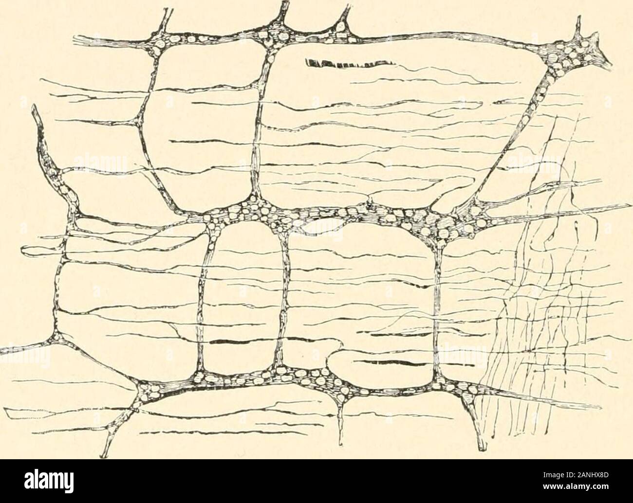 Chyme hi-res stock photography and images - Alamy