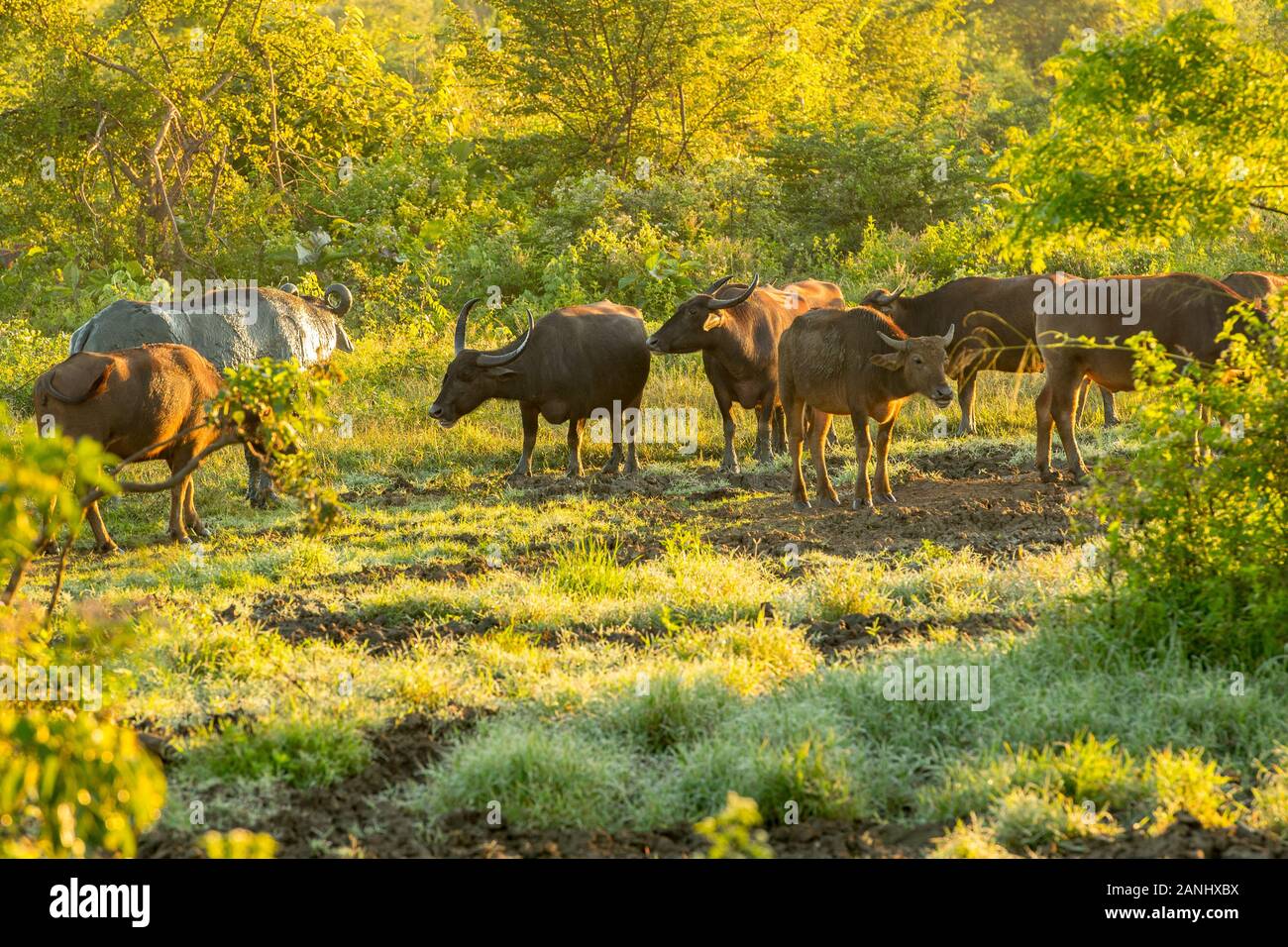 Baby water buffalo family hi-res stock photography and images - Alamy