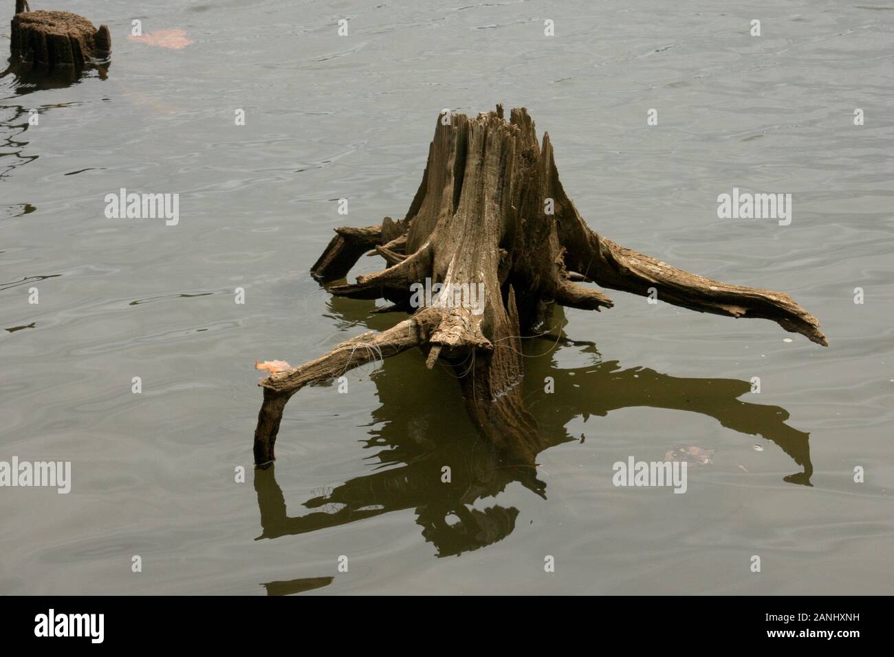 Remains of dead tree hi-res stock photography and images - Alamy
