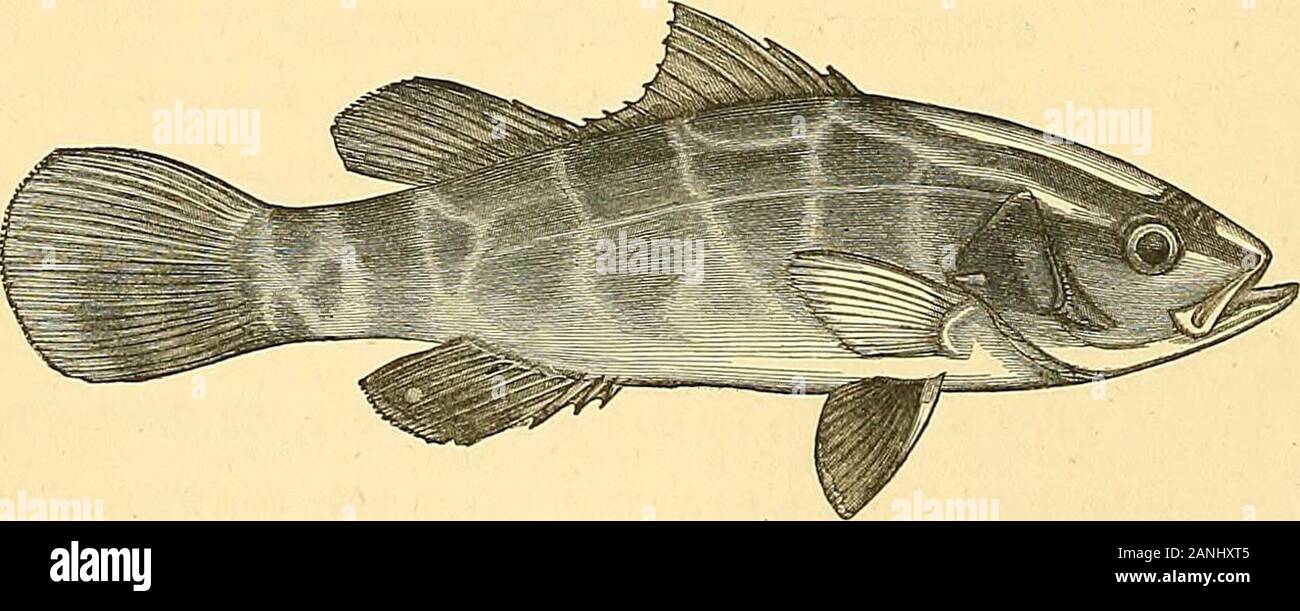 Seven seas group hi-res stock photography and images - Alamy