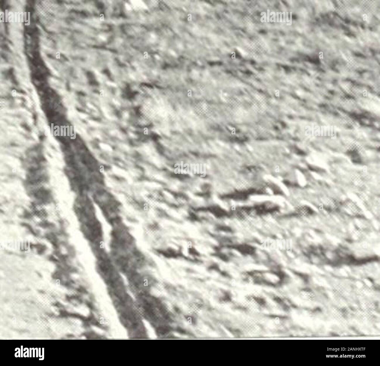 Opossum track hi-res stock photography and images - Alamy