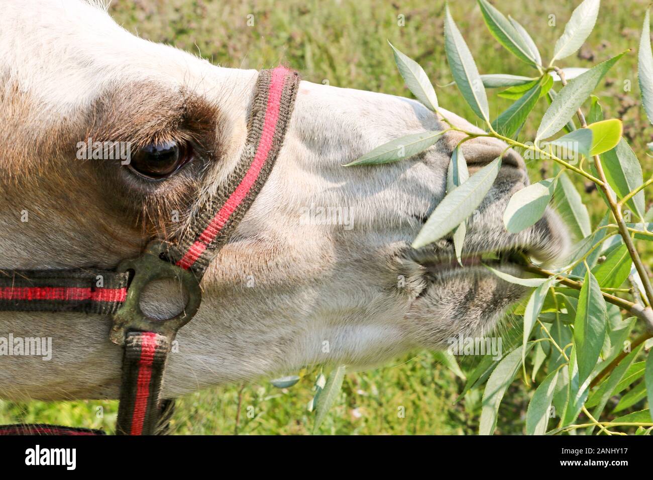 A young camel eating leaves from tree branches. The concept of ...