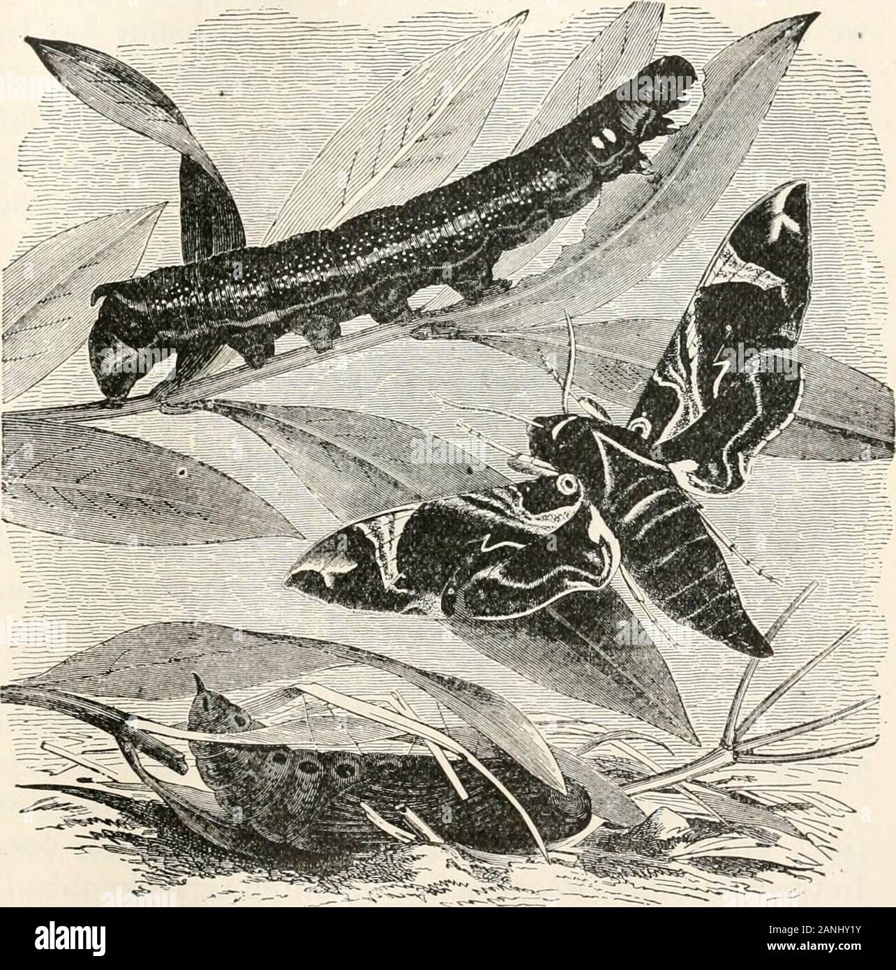 Zöology; a textbook for colleges and universities . mple, onmosquitoes ...