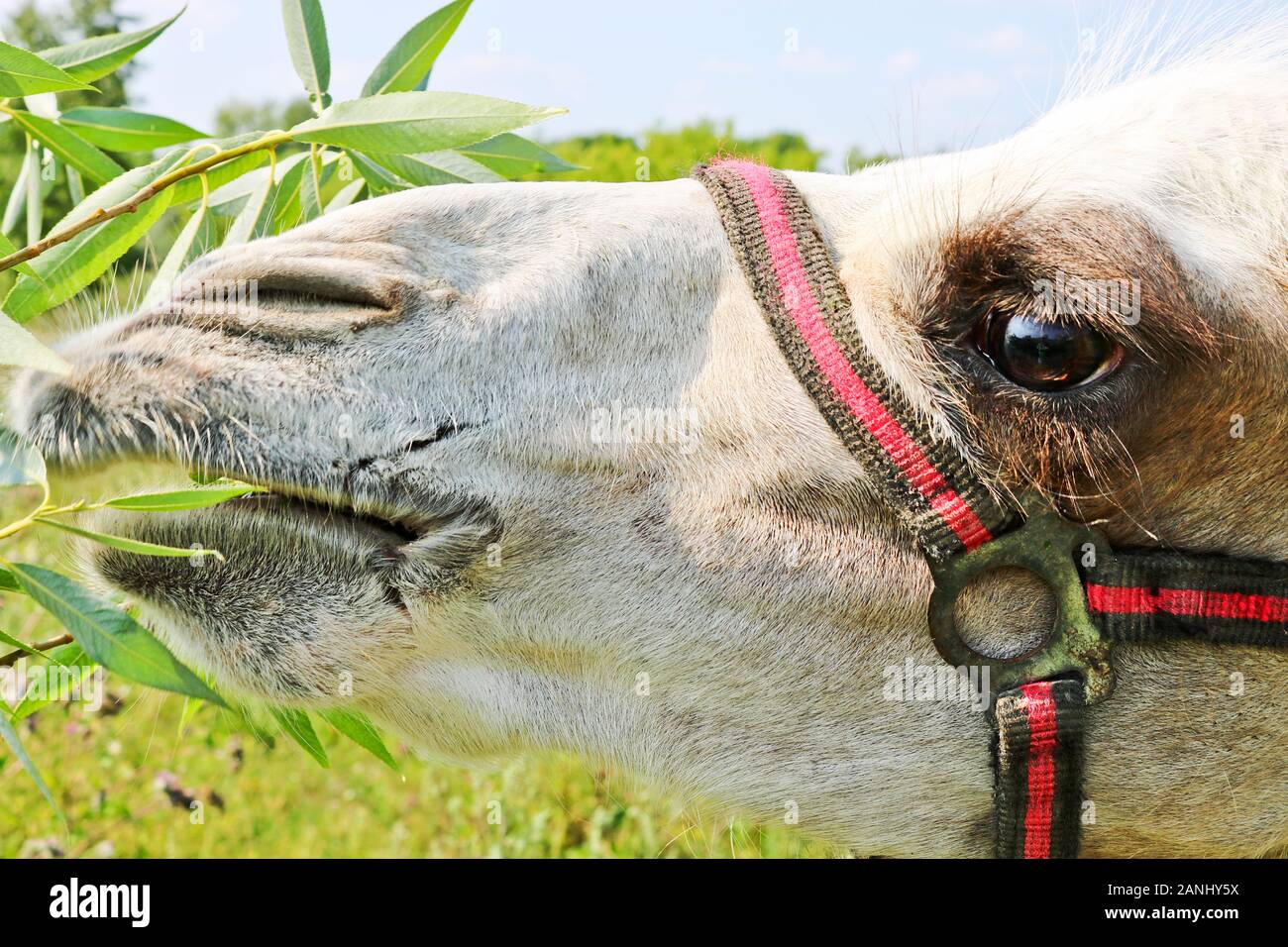 A young camel eating leaves from tree branches. The concept of ...