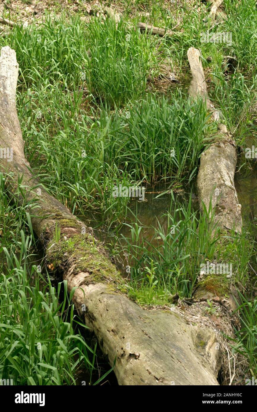 Tree trunk decaying and grass growing around a stream Stock Photo - Alamy