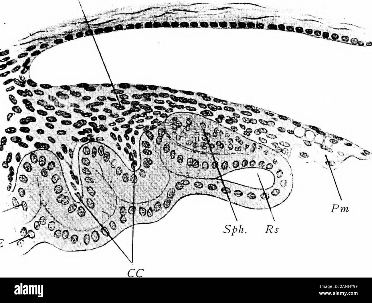 The development of the human body; a manual of human embryology . ion ...
