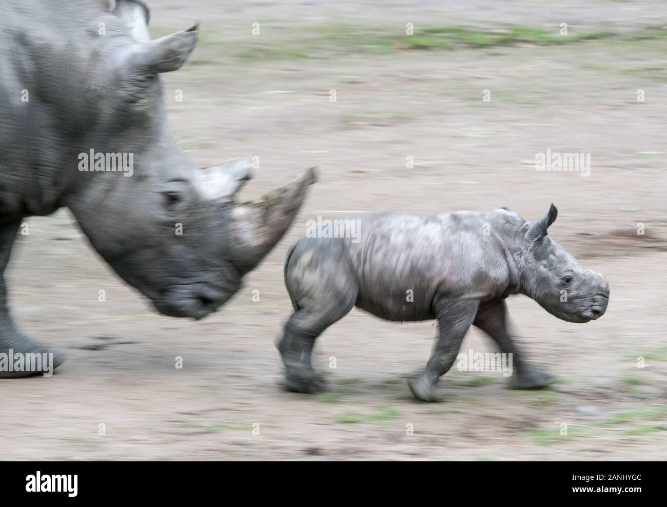 Small rhino hi-res stock photography and images - Alamy