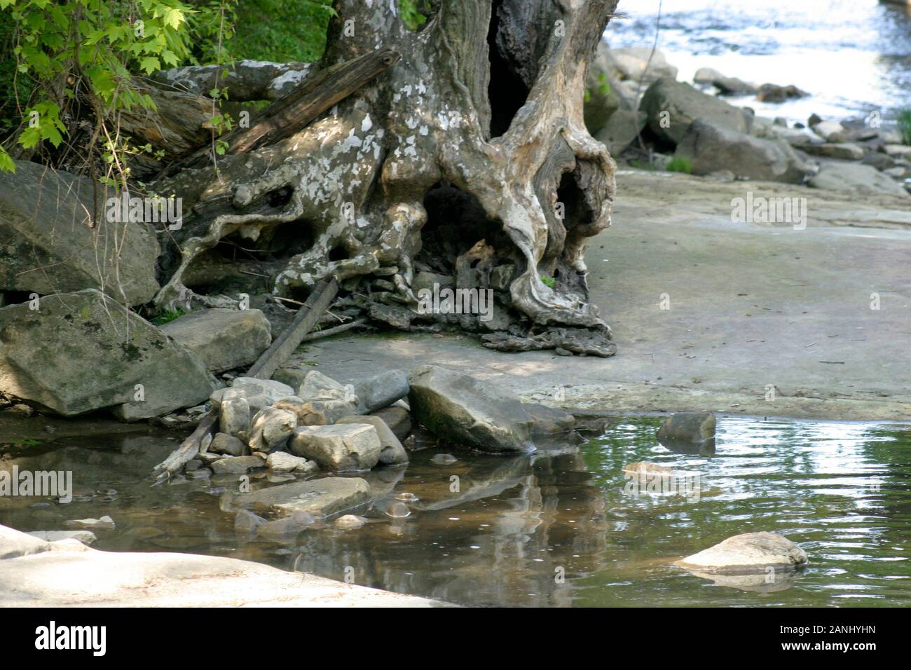 Old cypress tree on the shore of James River in Virginia, USA Stock ...