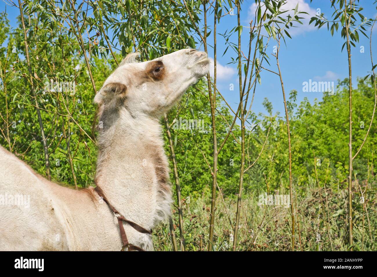 A young camel eating leaves from tree branches. The concept of ...