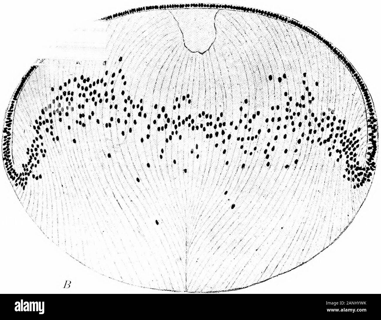 Mesodermal hi-res stock photography and images - Alamy